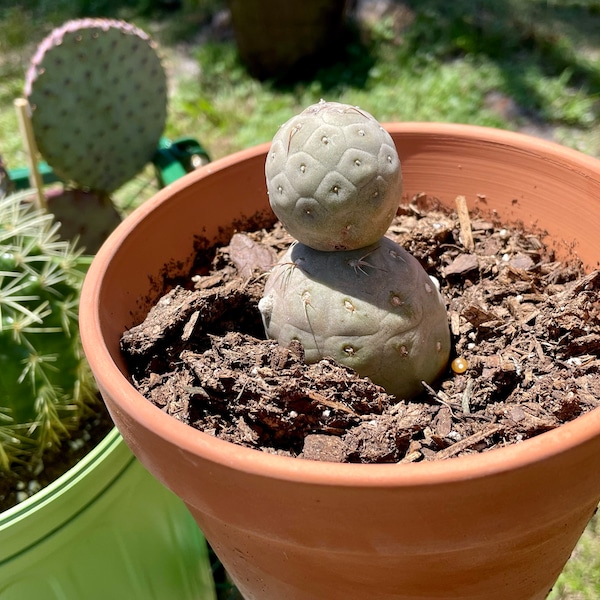 Tephrocactus Geometricus – Snow Man Cactus – Options: 1 Ball, 2 Balls ...