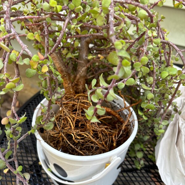 Crassula Ovata Botany Bay Bonsai Tree Jade Plant Feng Shui Plant Over ...