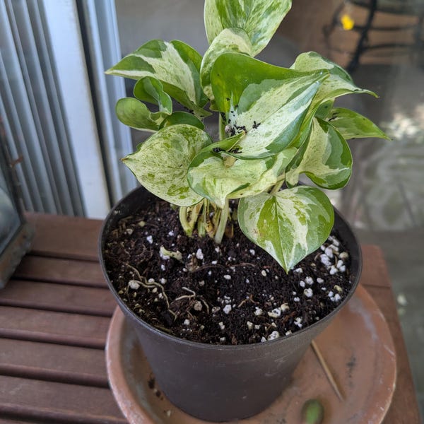 Potho Manjula High Viraigation Rare, Cuttings & Established Plants - Etsy