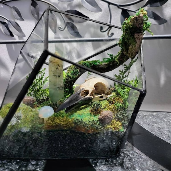 Rook Crow Skull Natural Rook Corvus Frugilegus Corvid Taxidermy Gothic ...