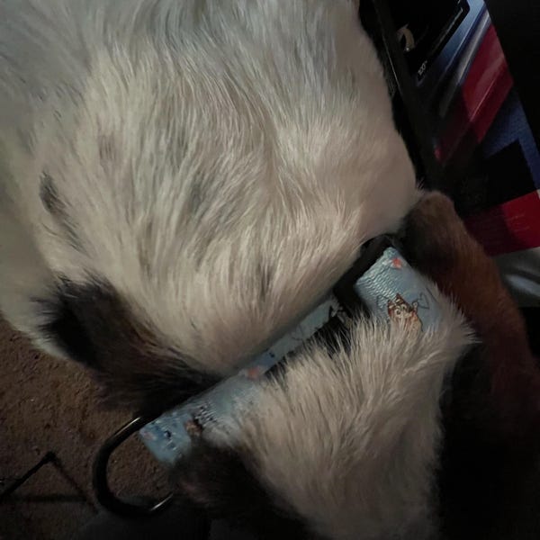 Bluey Bingo Muffin Coco Snickers Rusty Keychain - Etsy