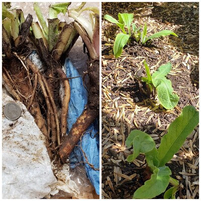 True Comfrey Crown Cuttings. symphytum Officials Quality Roots ...