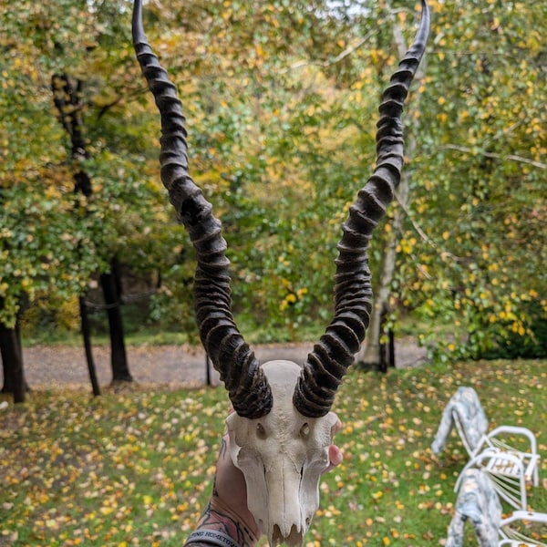 Axis Skull, 30” Beams, Mount, Taxidermy, European Mount, Man Cave Lodge ...