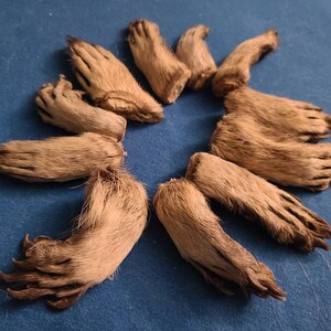 Real XXL Beaver Skull Gothic Unique Gift Halloween Witchcraft Cabin Man ...