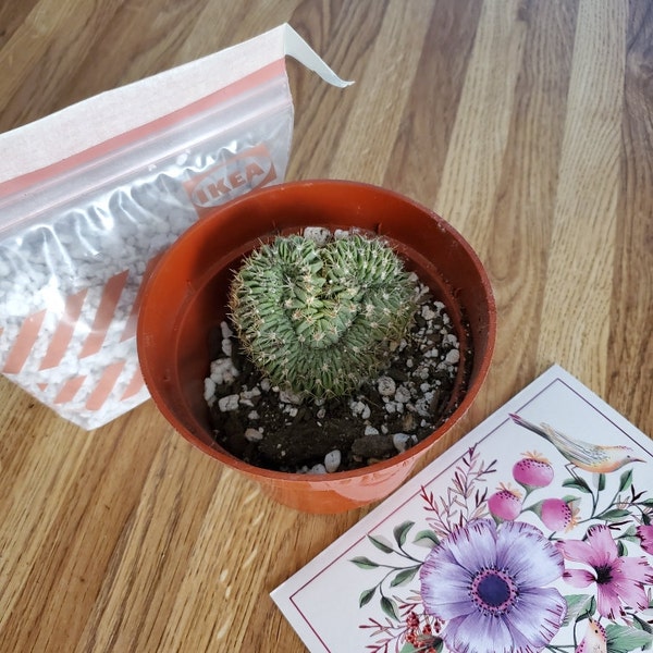 Large Form Curiosity Plant Cactus - Cereus Peruvianus Monstrose - Etsy