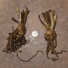 1 Gallon Pee Gee Hydrangea Bare Root Tree - Hydrangeas/live Plants ...