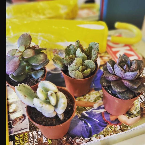 Small Succulent Plants • Random Succulents • 5cm Pots • Open Terrarium ...