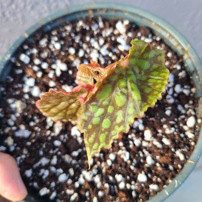 Begonia River Nile 4pot ALL PLANTS Require You to Purchase 2 Plants - Etsy