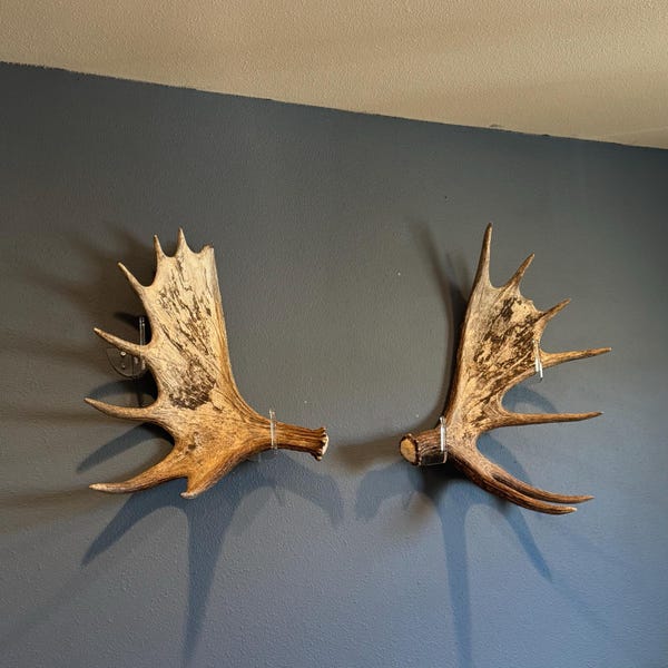 Acrylic Invisible Moose Paddle Wall Mount Display. Antler Not Included ...