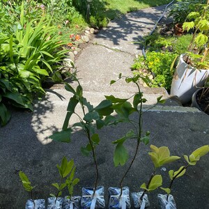 Star Magnolia 4pot Magnolia Stellata - Etsy