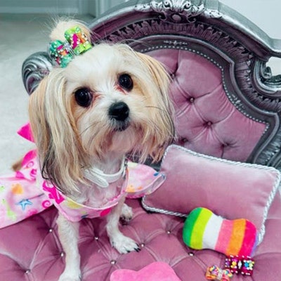 Satin Dog Bow With Swarovski Crystals and Rhinestones, Small Dog Hair ...