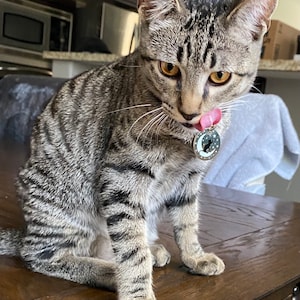 Alligator Cat Collar Alligators on Tropical Blue Small Cat | Etsy