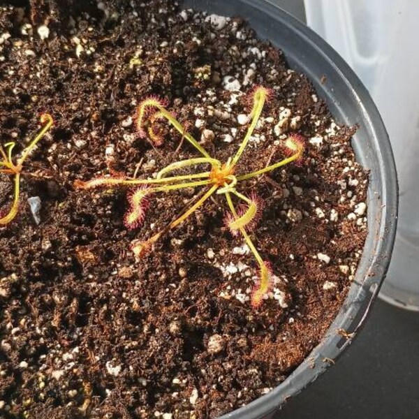 Pinguicula X "pirouette" Butterwort Hybrid - Rare Live Carnivorous ...