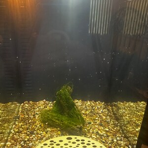 X2 Subwassertang Moss on Cholla Wood Shrimp Hideout & Betta Aquarium ...