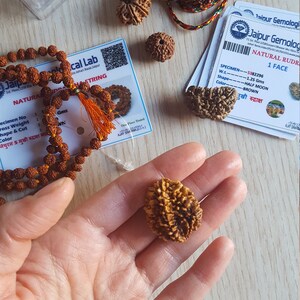 Conch Shell Puja-blowing Shankh Sound Brings Prosperity Positivity ...