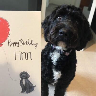 Cockapoo Birthday Greetings Card for Dog Lover Cockapoo Card - Etsy