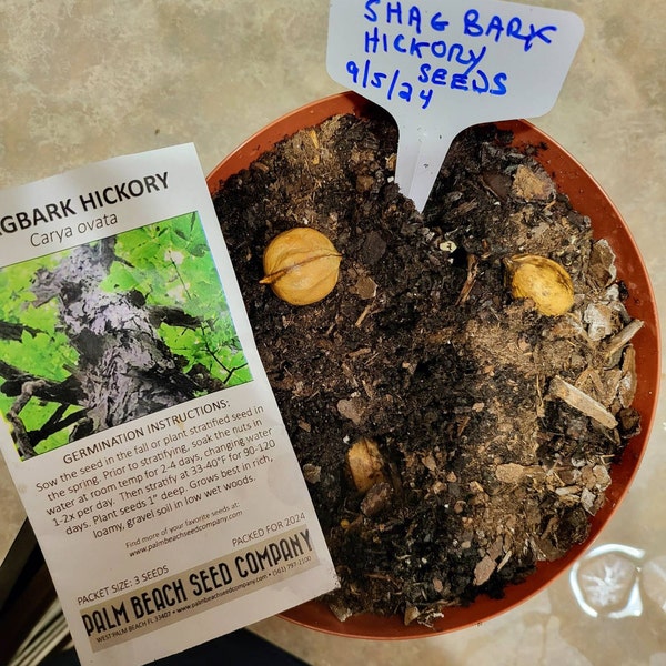 Shagbark Hickory Tree Seeds (carya Ovata) Packet of 3 Seeds - Palm ...