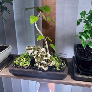 Purple Trumpet Bonsai Tree inner Feeling Collection From Cute Little ...