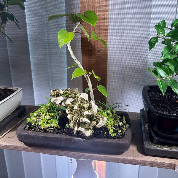 Japanese Wisteria Pre Bonsai Tree bridge to Nature Collection From Cute ...