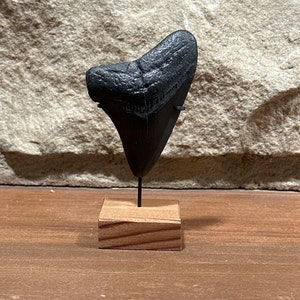 Large Megalodon Shark Tooth Stand Shark Teeth Stand Custom - Etsy