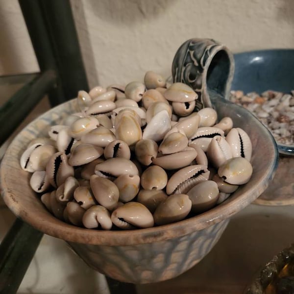 5 to 100 Pieces Clearance Sale Open Back Shells Real Ring Tops Cowrie ...