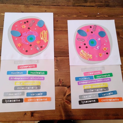 Animal Cell SVG and PDF Printable a Homeschool or Classroom Science ...