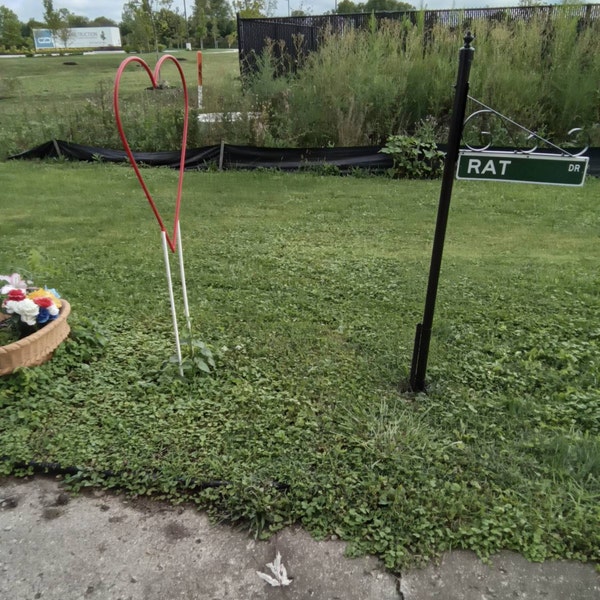 Rat, Rat Gift, Rat Sign, Rat Decor, Rat Lover, Long Tailed Rodents ...