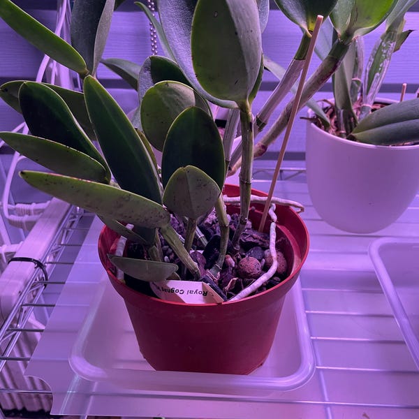 Rlc. Pink Empress - Etsy