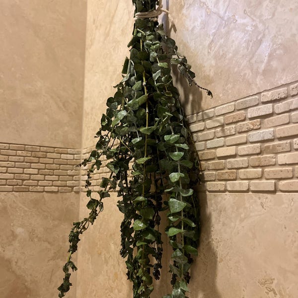 Fresh Eucalyptus Shower Bundle Spray, Eucalyptus Shower Bundle Spray ...