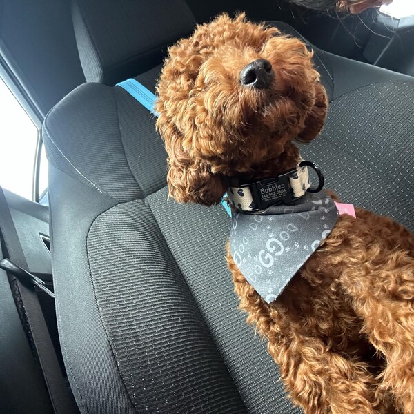 Ribbon and Bow, Curved Neck Snap on Dog Bandana, Spring Reversible Pet ...