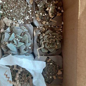 RARE Crassula Tabularis Pagoda Village Succulent Plant - Etsy