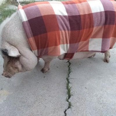 Fleece Strap Sweater Double Layer Pig Coat With Leash Hole Mini Pig ...