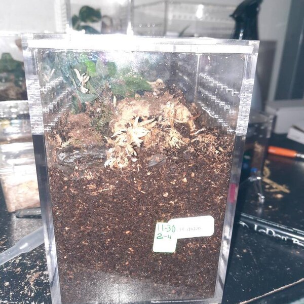 4x4x6" Tarantula & Insect Cage - Complete Fossorial / Arboreal Kit ...