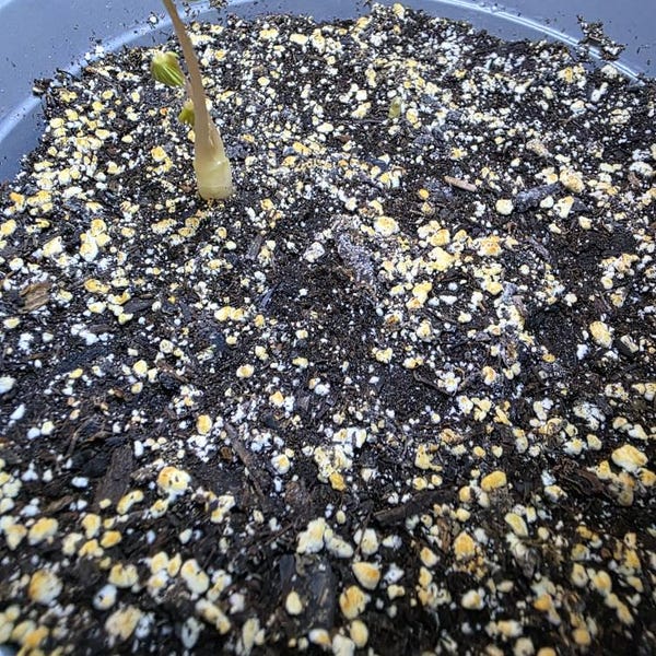 Bulbine Torta, Super Rare Succulent！ - Etsy