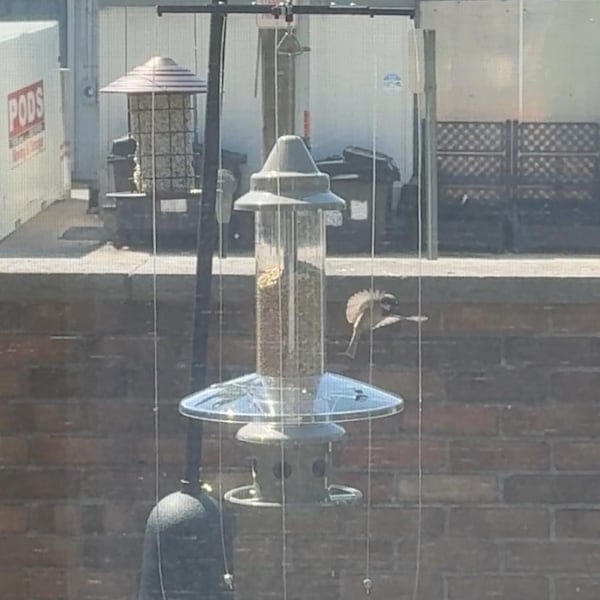 Protect Your Bluebird House From House Sparrows! Model SBG-BBHF for ...