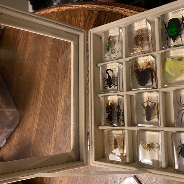 Insect Discovery Collection: Set of 12 Real Insects in Resin Bugs in ...