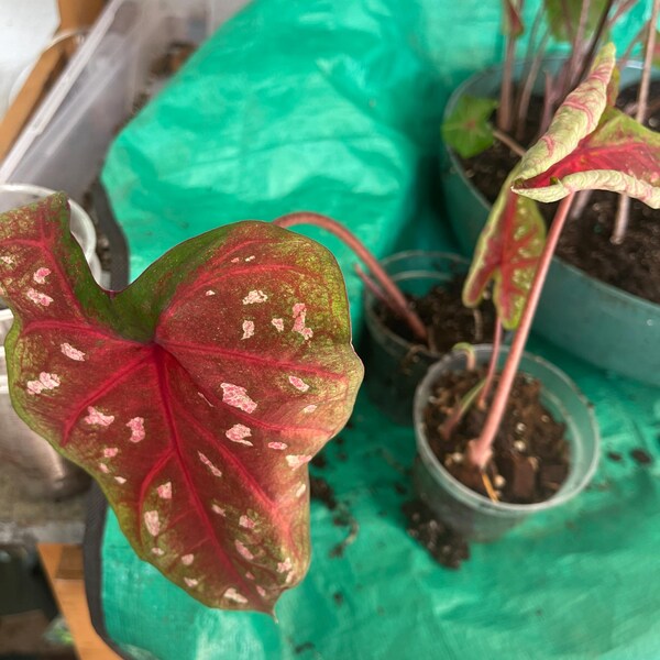 Caladiums Random Mix 'value Pack' large 3 Bulbs Size 1 new 2024 Crop in ...