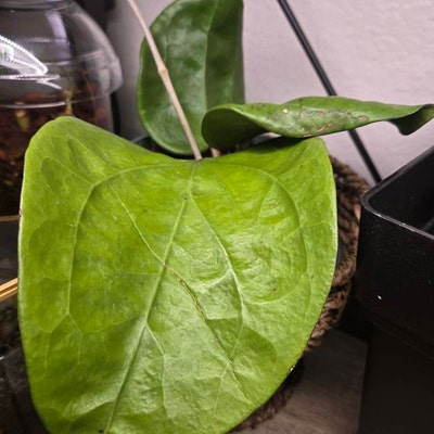 Hoya Kalimantan UT-158 in 4.5pots Rare Hoya Wax Plant Veined Attractive ...