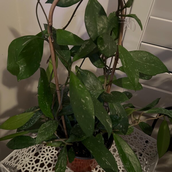 Hoya Pubicalyx Splash in 6"pot With Hoop - Etsy