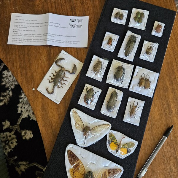 15 Real Assorted Beetles Bees Cicada Scorpion Butterfly - Preserved ...