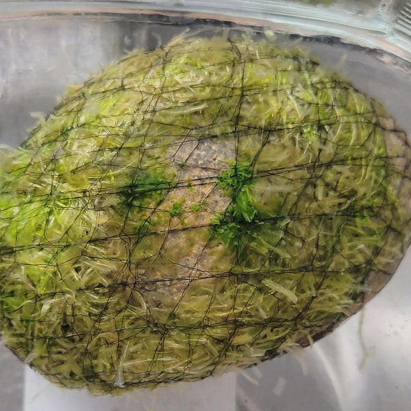 Mini Pellia coral Moss Live Plant 2 X 2 Riccardia Chamedryfolia - Etsy