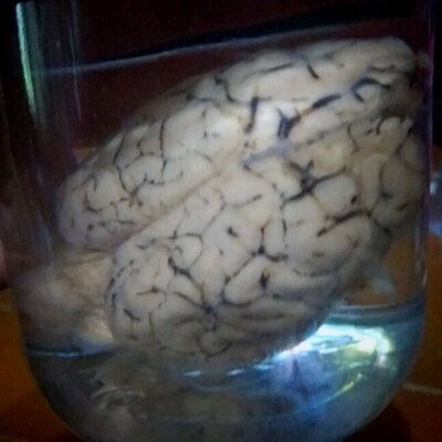 FREE SHIPPING Preserved Voodoo Sheep Brain in Jar, Dr. Frankenstein ...