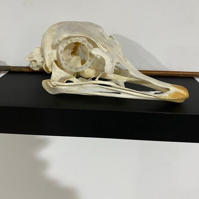 Real Lionfish Skeleton, Dendrochirus, Fish Taxidermy, on Queen Chess ...