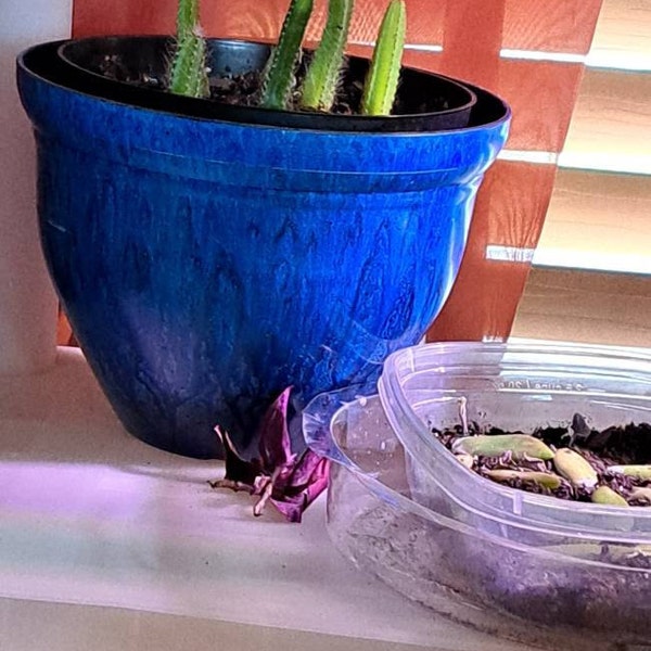 Aloe 'firecracker' 4 Bright, Easy-care Live Succulent Plant for Mini ...