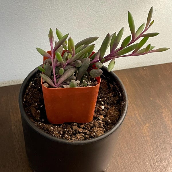 Ruby Necklace, String of Rubies, Little Pickles, Othonna Capensis ...