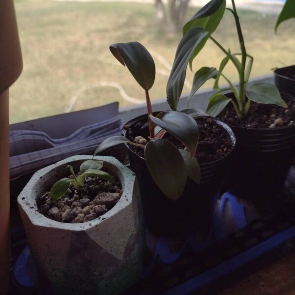 Rare Varigated String of Pearls | String of Hearts | String of Spades ...