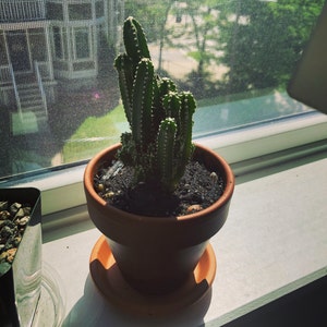 Acanthocereus Tetragonus fairy Castle Triangle Cactus Live Plant - Etsy