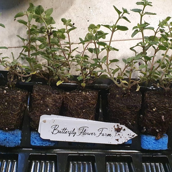 5 KISS and TELL Dianthus / Mini Carnation Live Perennial Live Starter ...