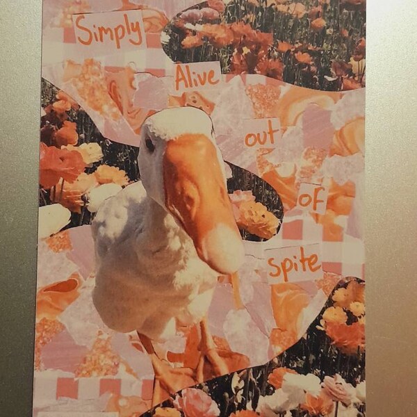 You're My Lil Pog Champ, Shrek Twitch Meme | Birthday Card, Anniversary ...