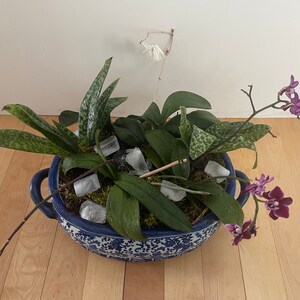 Paph makuli-curtisii Maudiae X Maudiae 'napa | Etsy